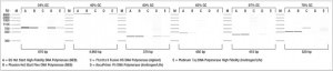 Q5 High Fidelity DNA Polymerase - New England Biolabs France