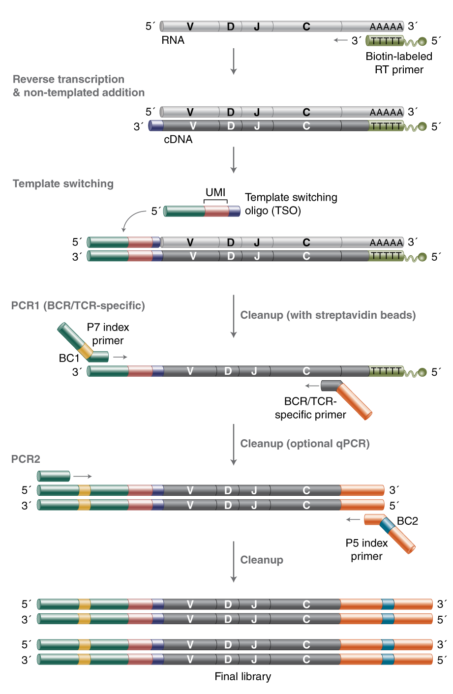 NEBNext Immune-Sequencing Kit - New England Biolabs France