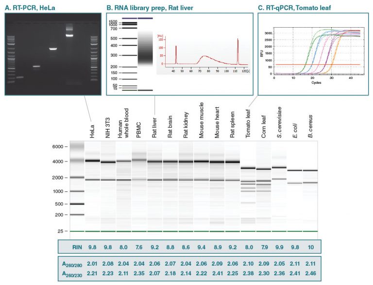 Monarch Total RNA Miniprep Kit - New England Biolabs France