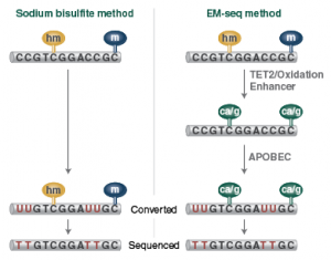 NEBNext Enzymatic Methyl-seq (EM-seq) - New England Biolabs France